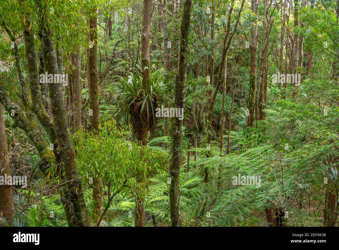 A. H. Reed Memorial Kauri Park at Whangarei, New Zealand Stock Photo ...
