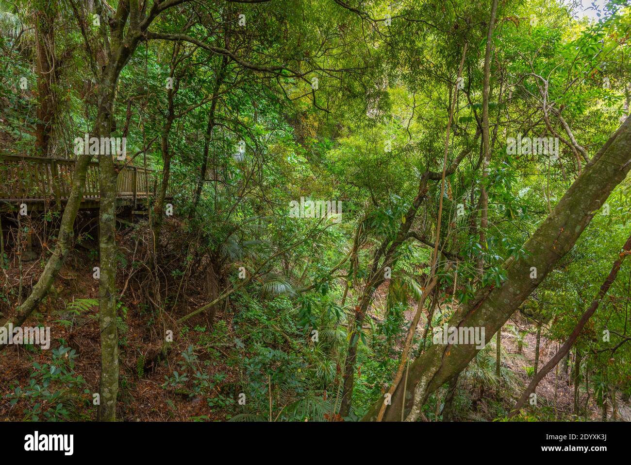 A. H. Reed Memorial Kauri Park at Whangarei, New Zealand Stock Photo ...