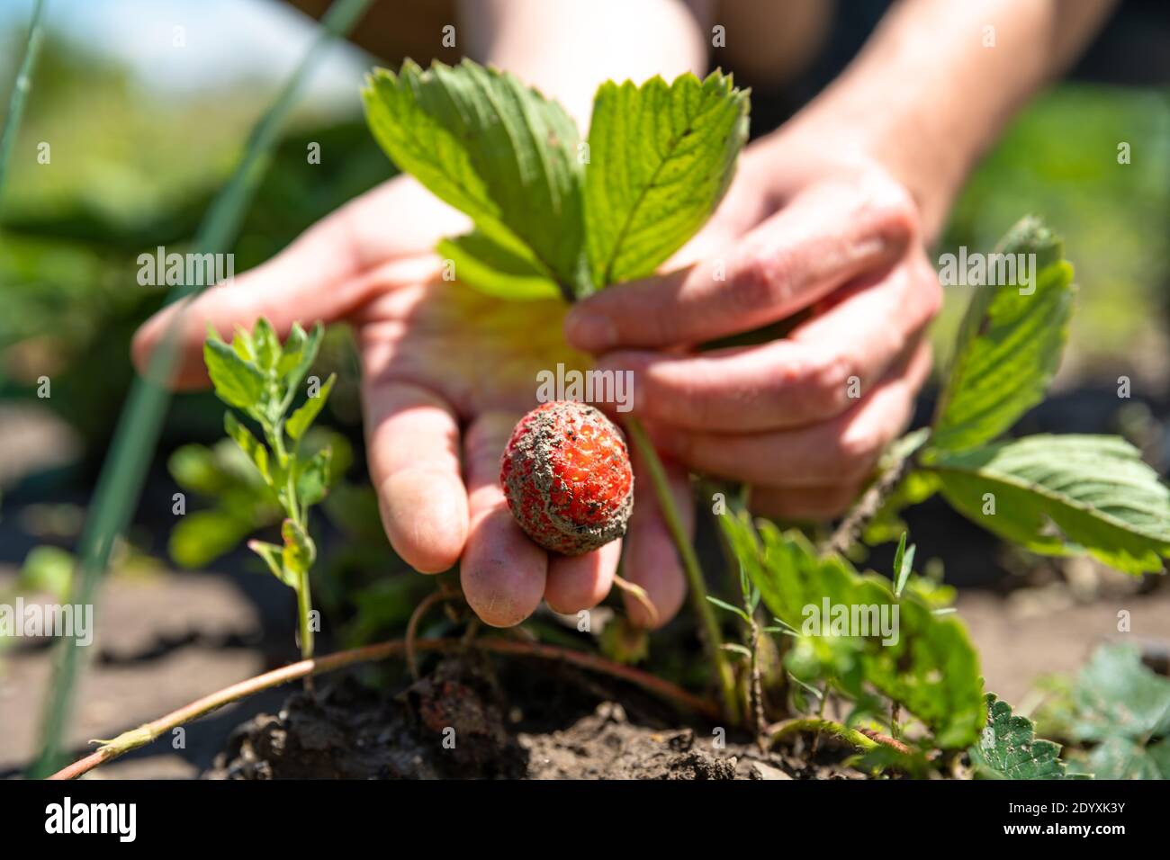 harvesting strawberries in a field on an organic farm Stock Photo - Alamy
