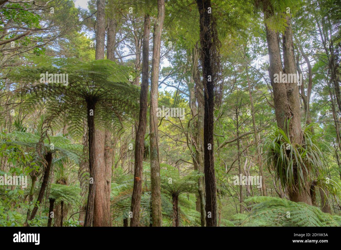 Giant tree ferns new zealand hi-res stock photography and images - Alamy