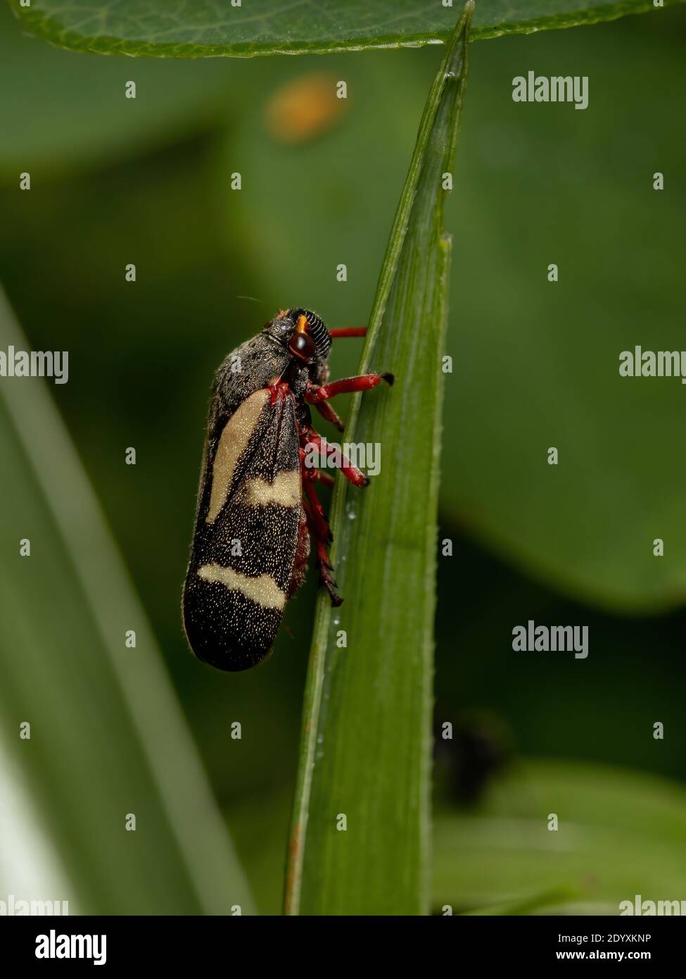 Adult Froghopper of the species Deois flavopicta Stock Photo - Alamy