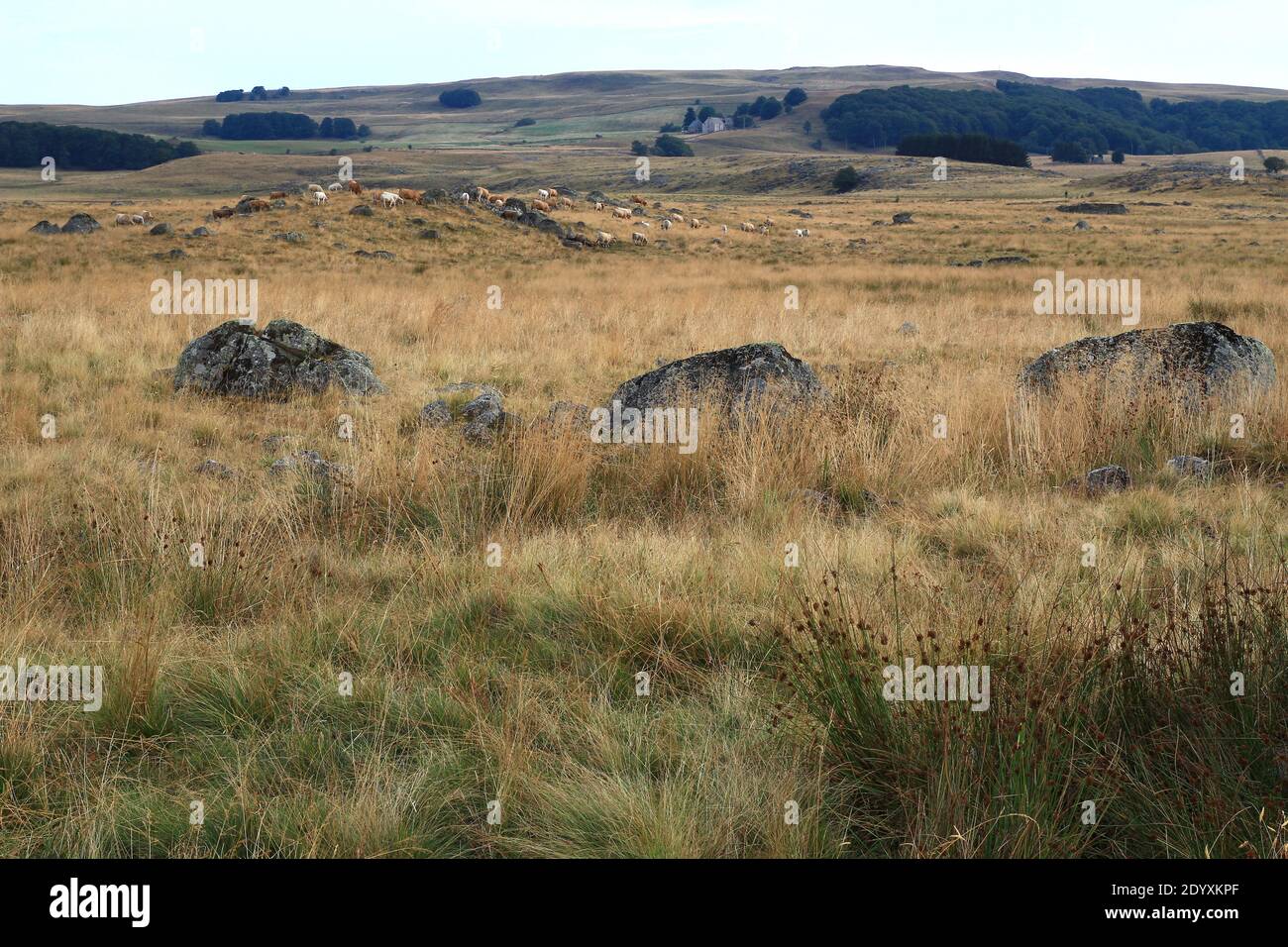 Aubrac cows hi-res stock photography and images - Alamy
