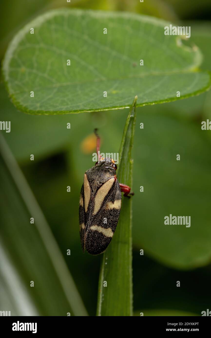 Adult Froghopper of the species Deois flavopicta Stock Photo - Alamy