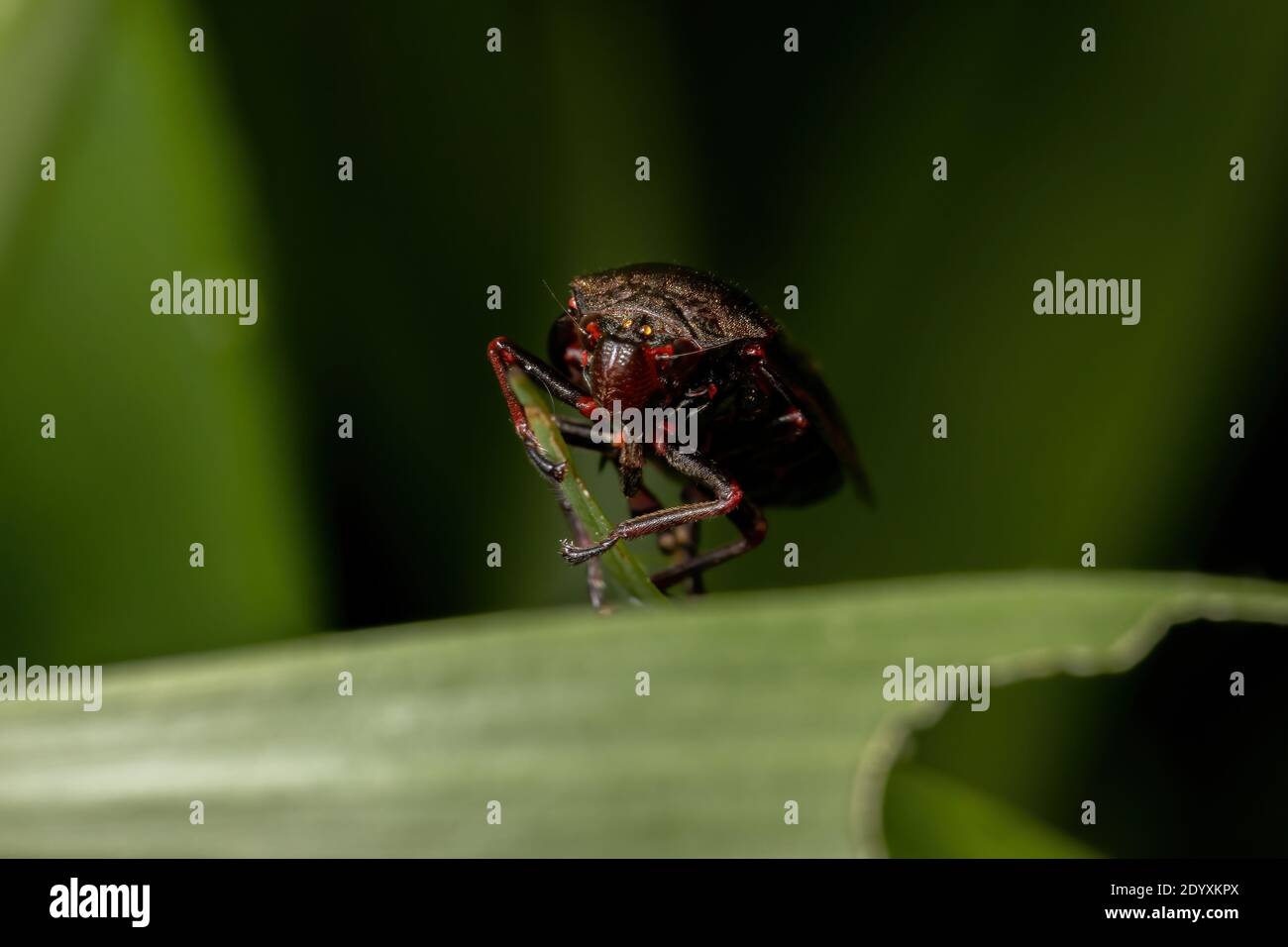 Adult Froghopper of the species Mahanarva fimbriolata Stock Photo - Alamy