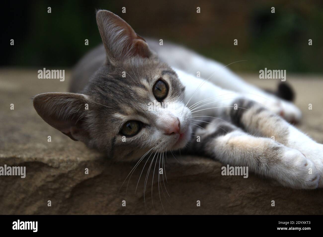 Alley cat hi-res stock photography and images - Alamy