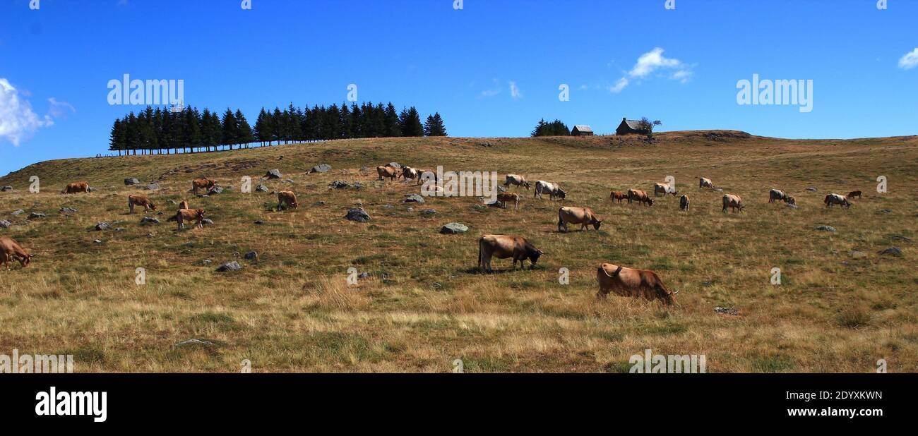 On a beautiful August afternoon, a panoramic view of Aubrac pastures ...