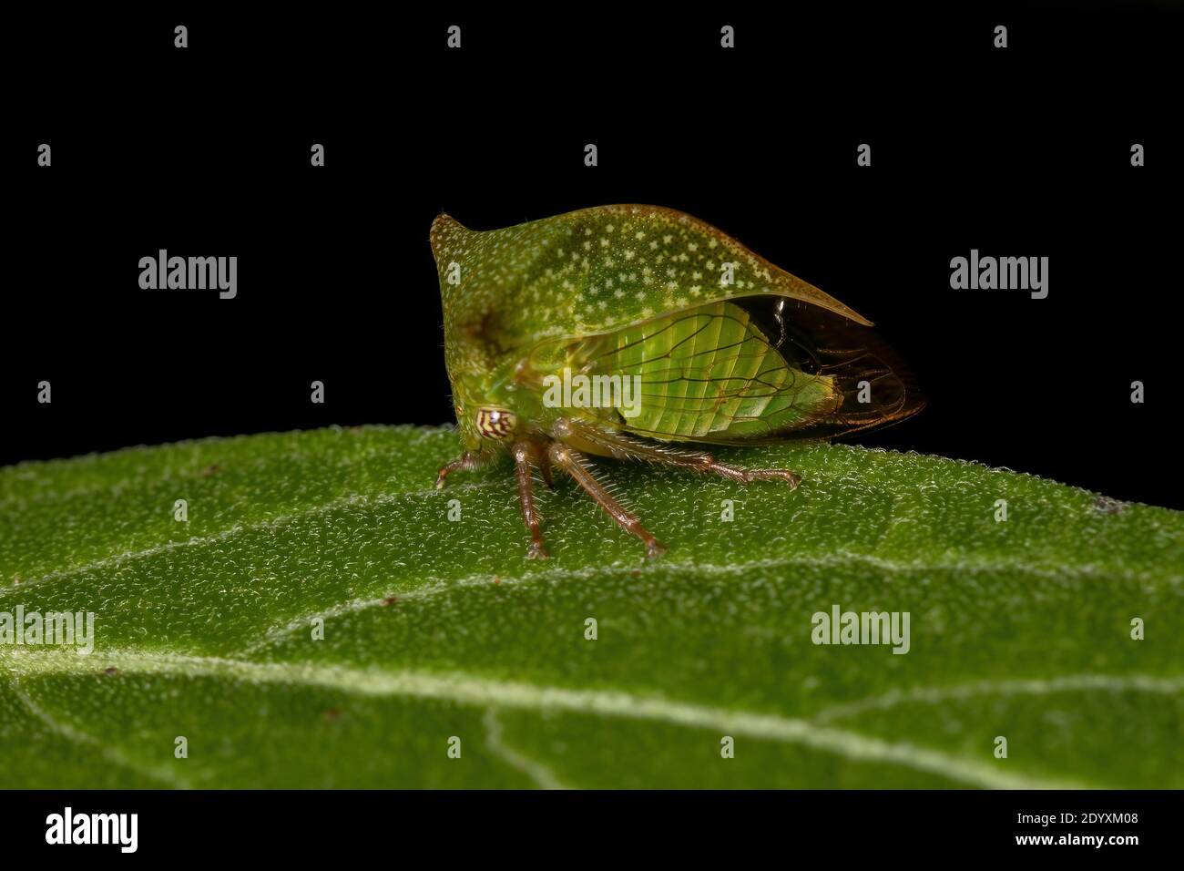 Adult Typical Treehopper of the Family Membracidae Stock Photo - Alamy