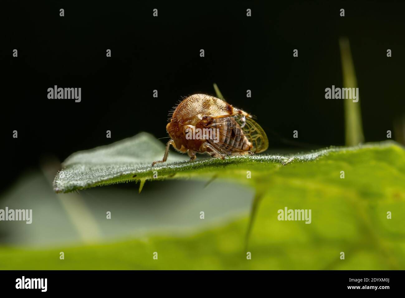 Adult Typical Treehopper of the Family Membracidae Stock Photo - Alamy