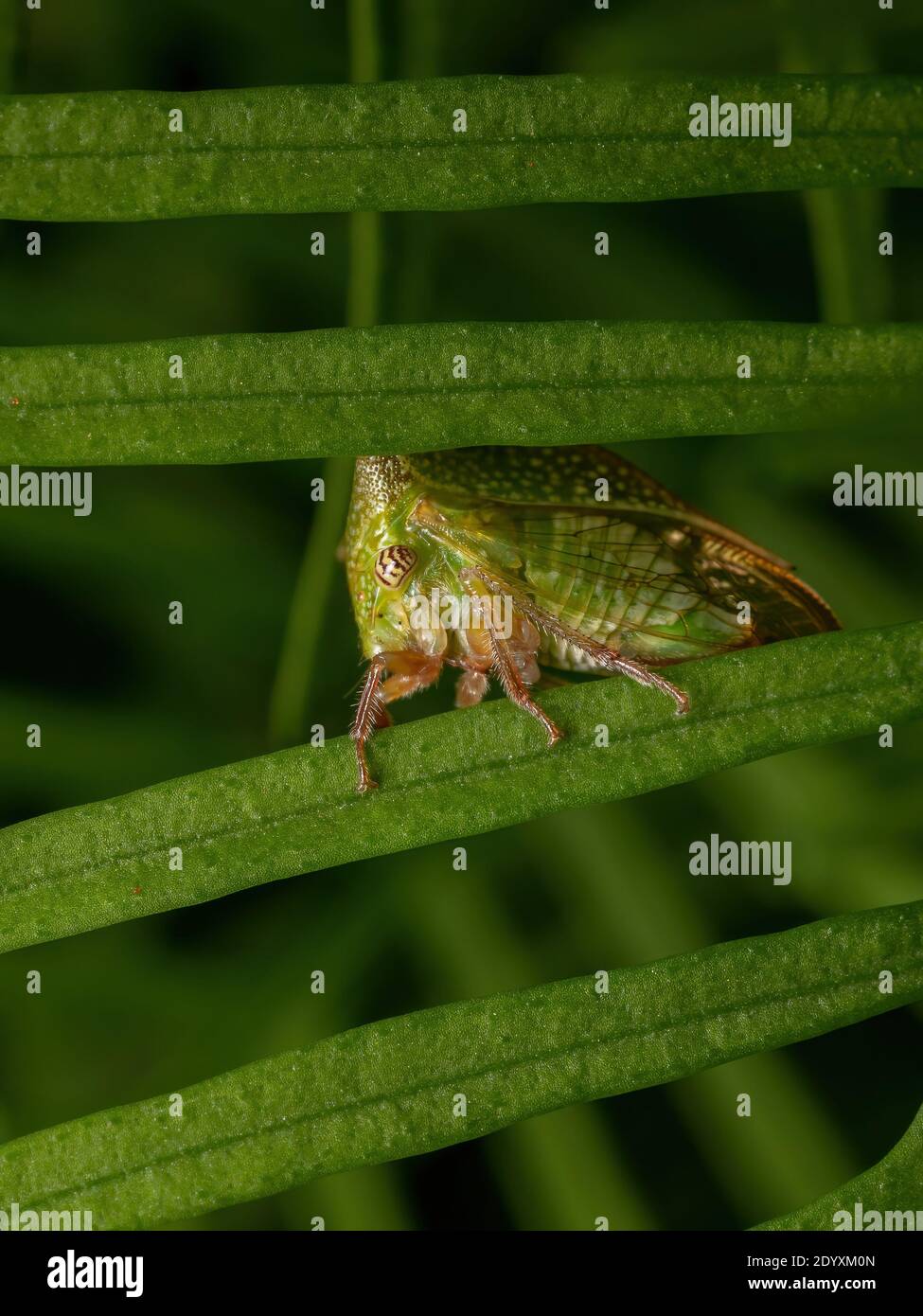 Typical treehopper hi-res stock photography and images - Alamy