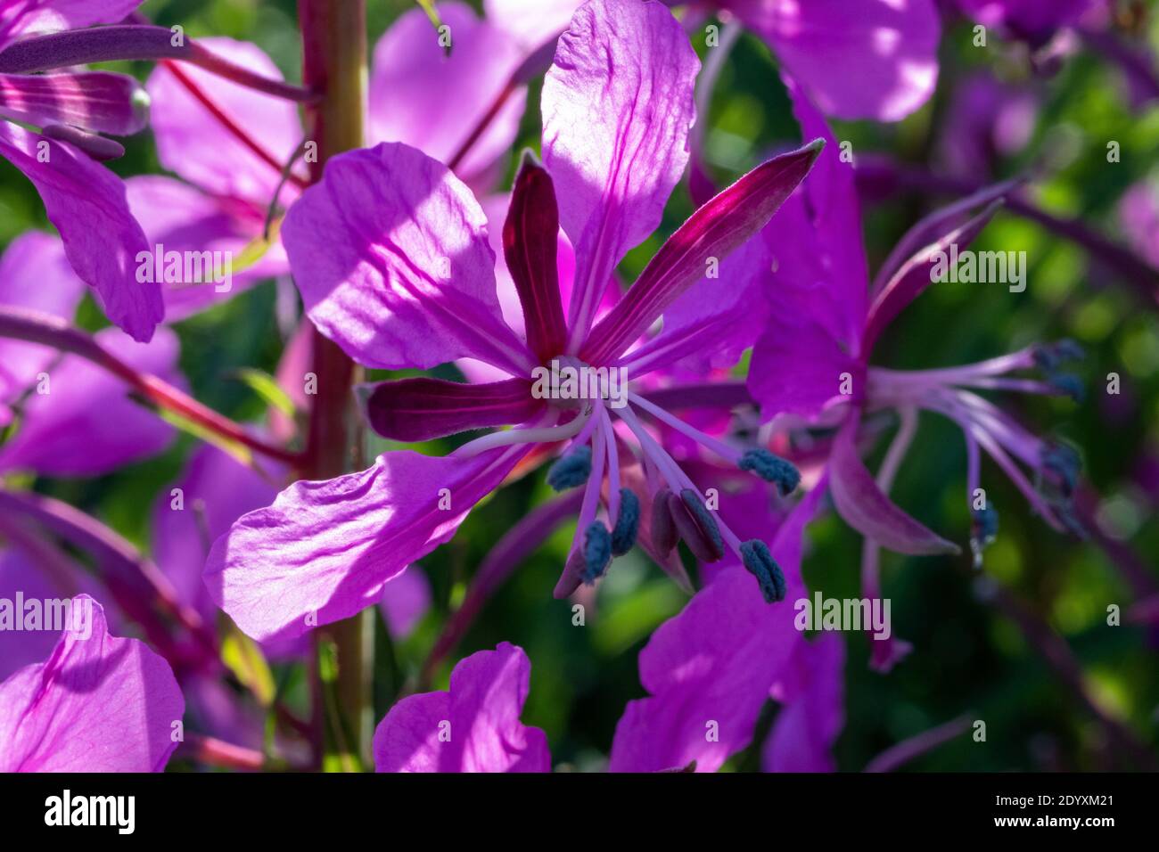 Purple fireweed growing wild in the UK, with the light and shadows ...