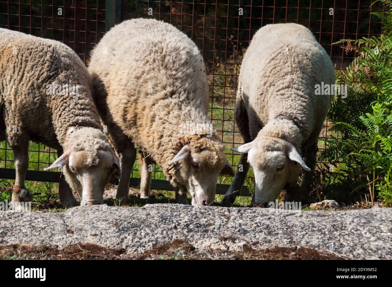 Couple of sheep hi-res stock photography and images - Alamy
