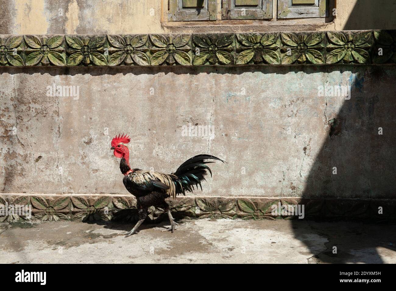 Indian rooster hi-res stock photography and images - Alamy