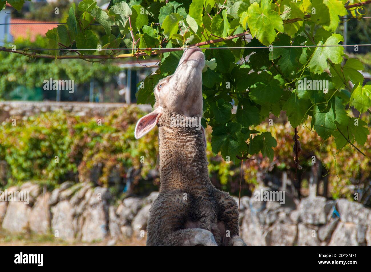 Sheep attitude hi-res stock photography and images - Alamy