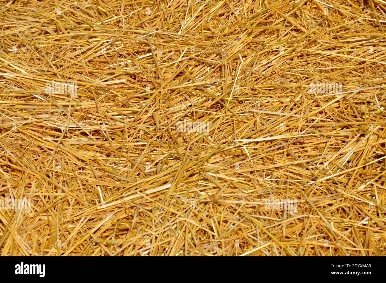 Closeup of golden yellow hay, usable as background Stock Photo - Alamy