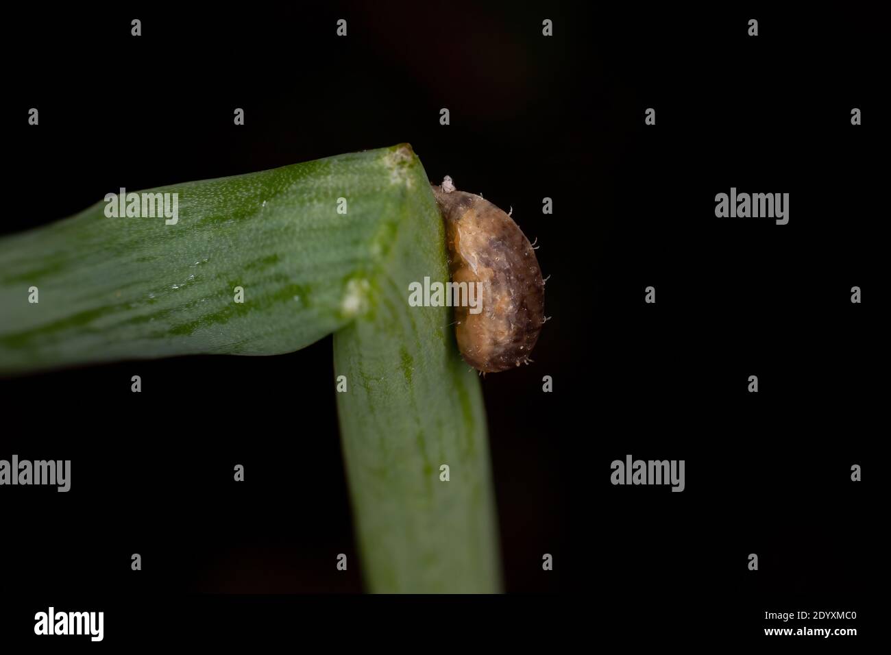 parasitized Hover Fly Pupa of the Genus Dioprosopa Stock Photo - Alamy
