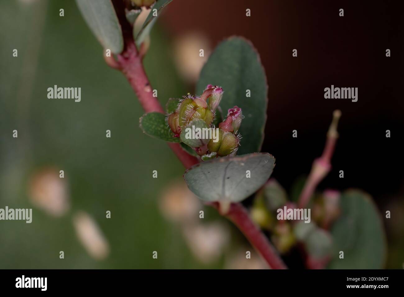 Flowers and Fruits of the Prostrate Sandmat Plant of the species ...