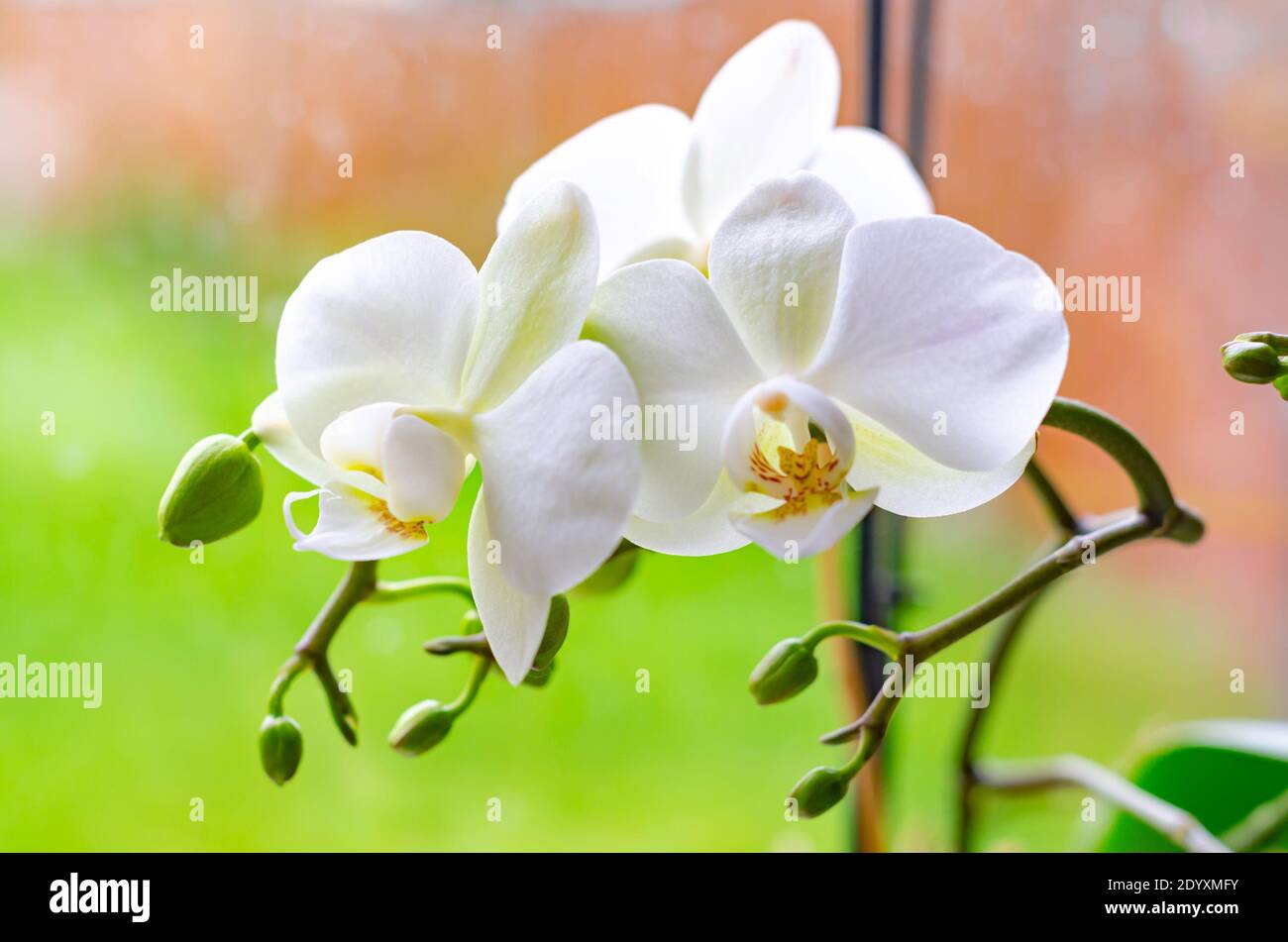 Close up view of a white orchid flower, a delicate and fragile bloom ...