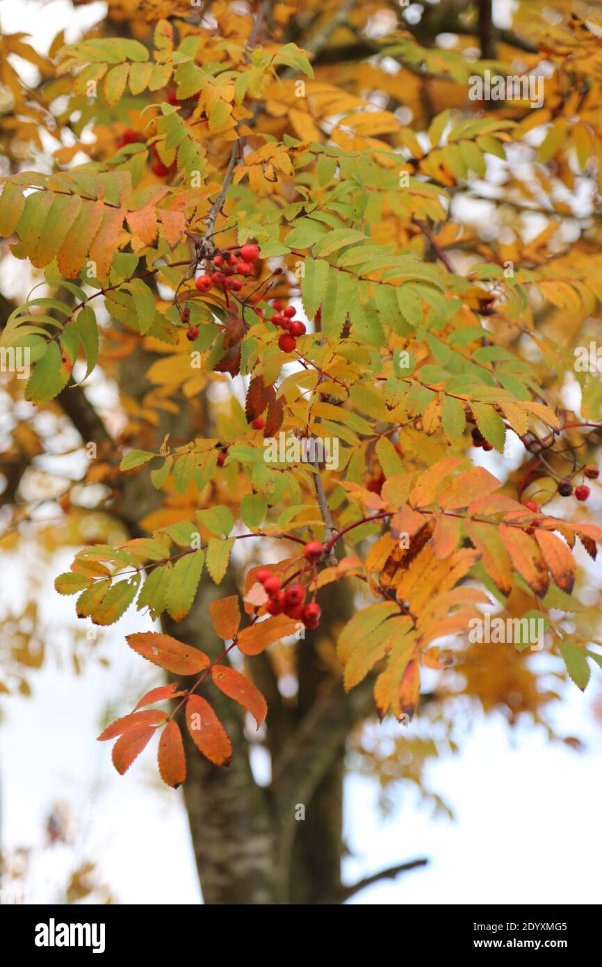 Variety of different tree species, lots of variant texture from the ...