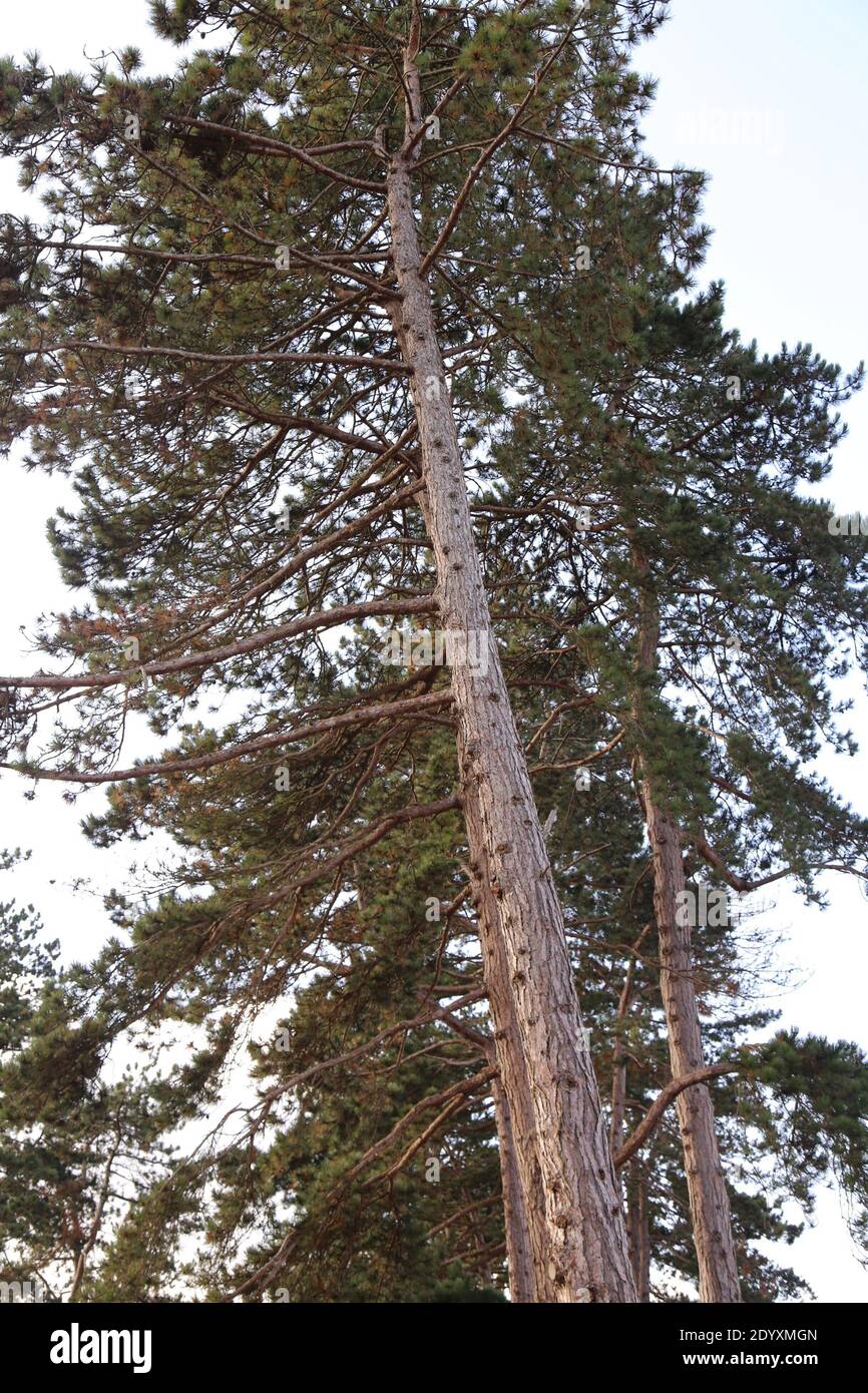 Variety of different tree species, lots of variant texture from the ...