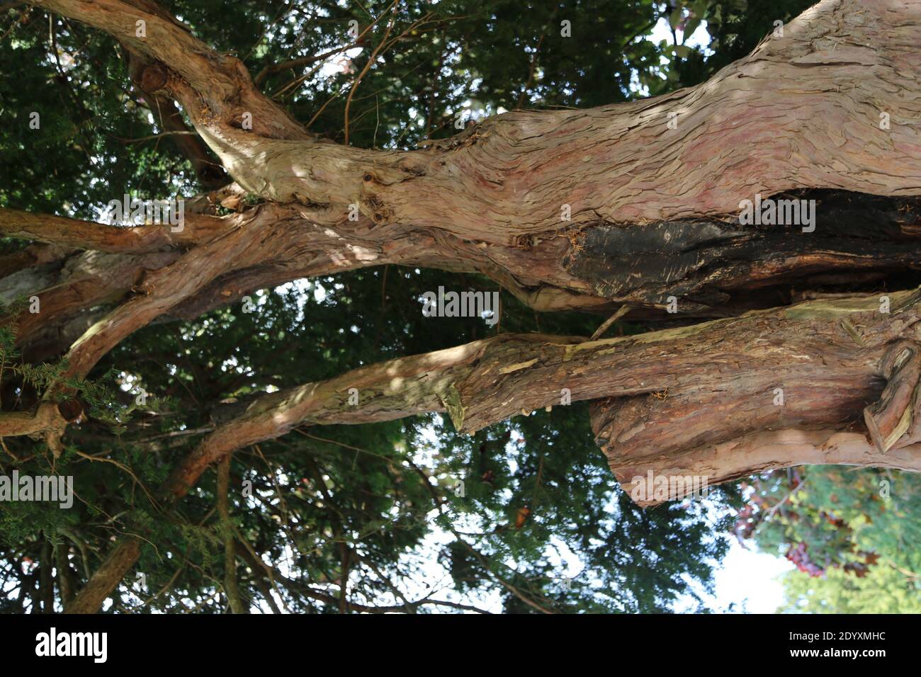 Variety of different tree species, lots of variant texture from the ...