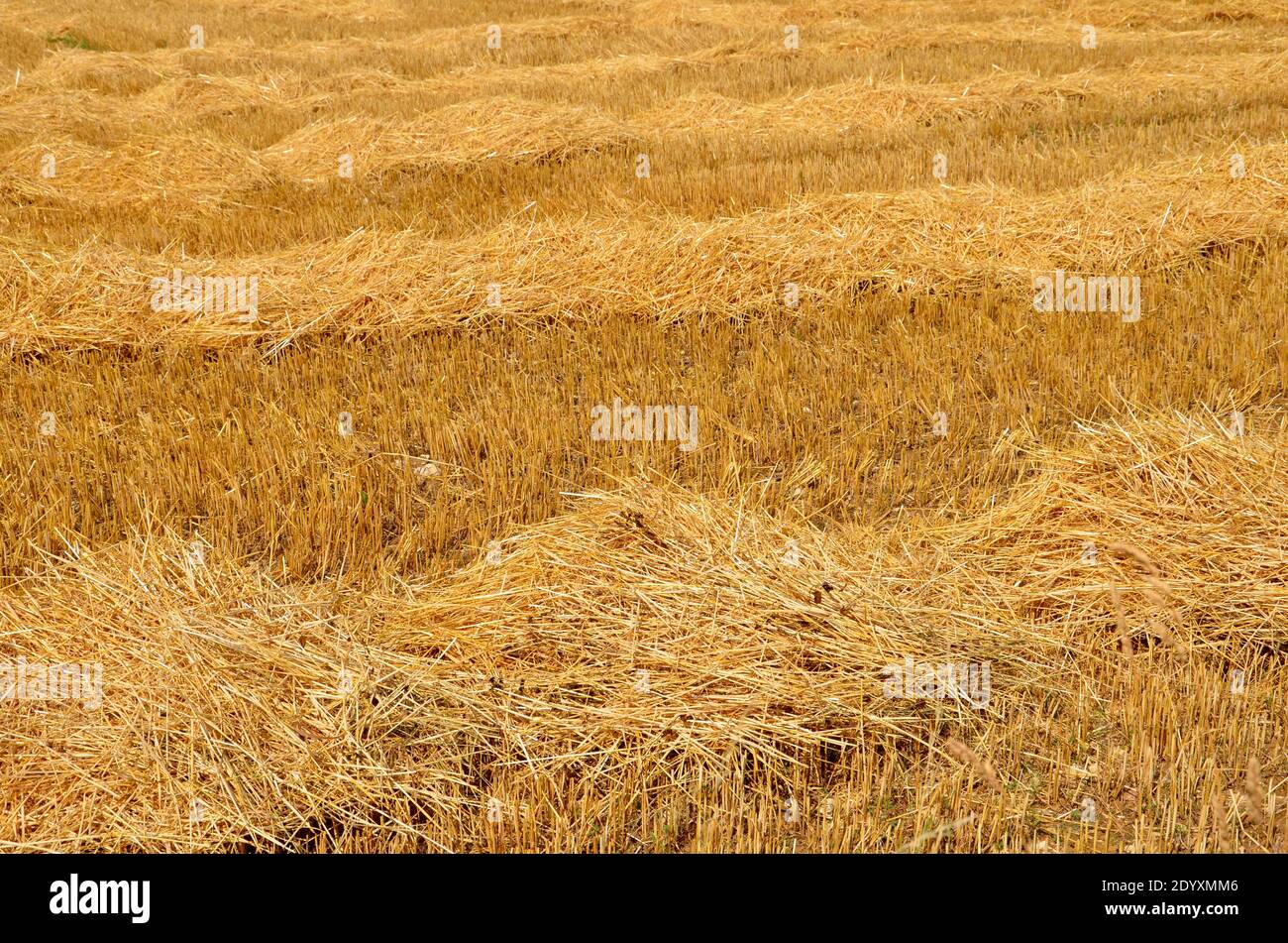 Closeup of fresh mowed corn field in the countryside, golden yellow hay ...