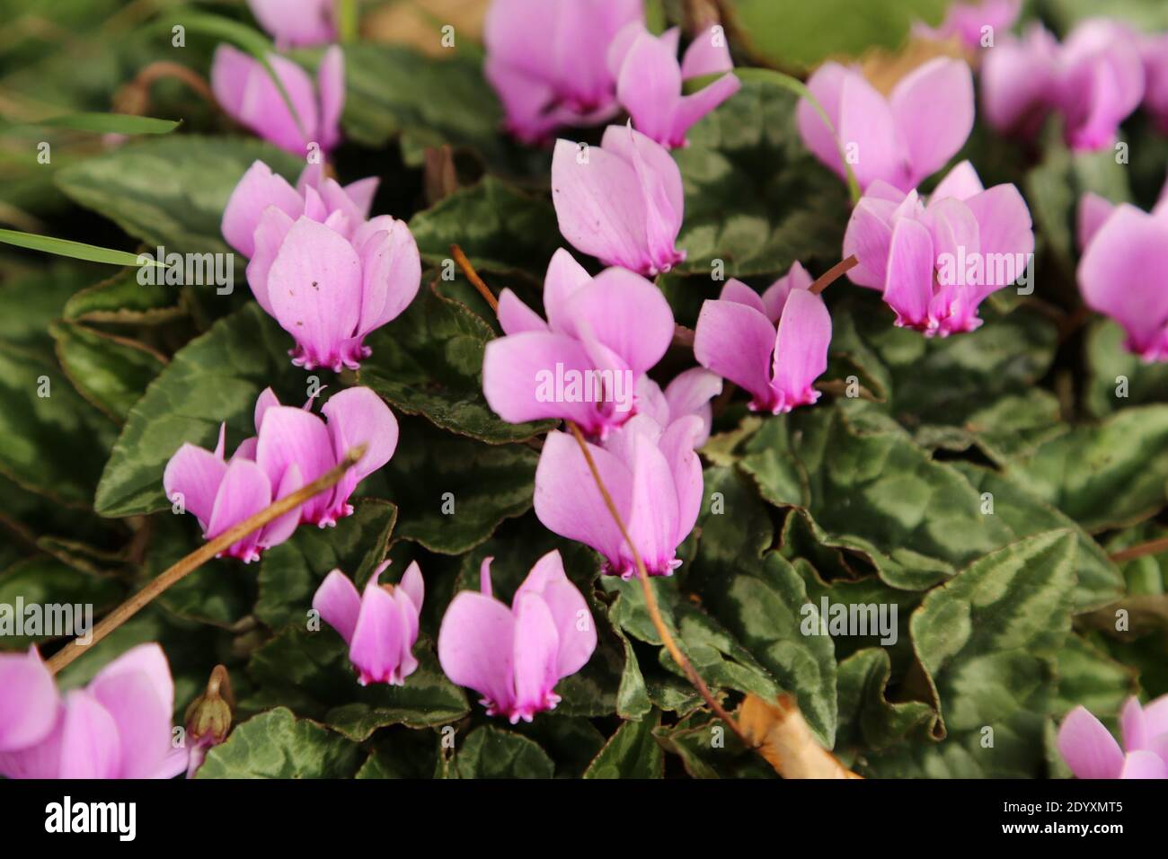 A range of potted garden plants and window boxes Stock Photo - Alamy