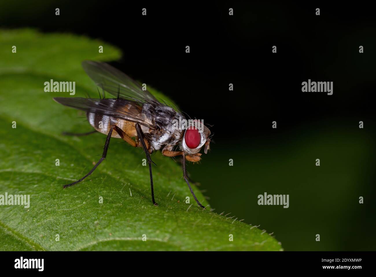 Adult Bristle Fly of the Family Tachinidae Stock Photo - Alamy