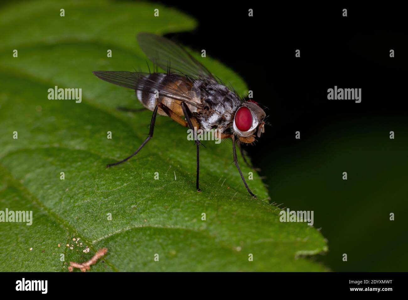 Adult Bristle Fly of the Family Tachinidae Stock Photo - Alamy