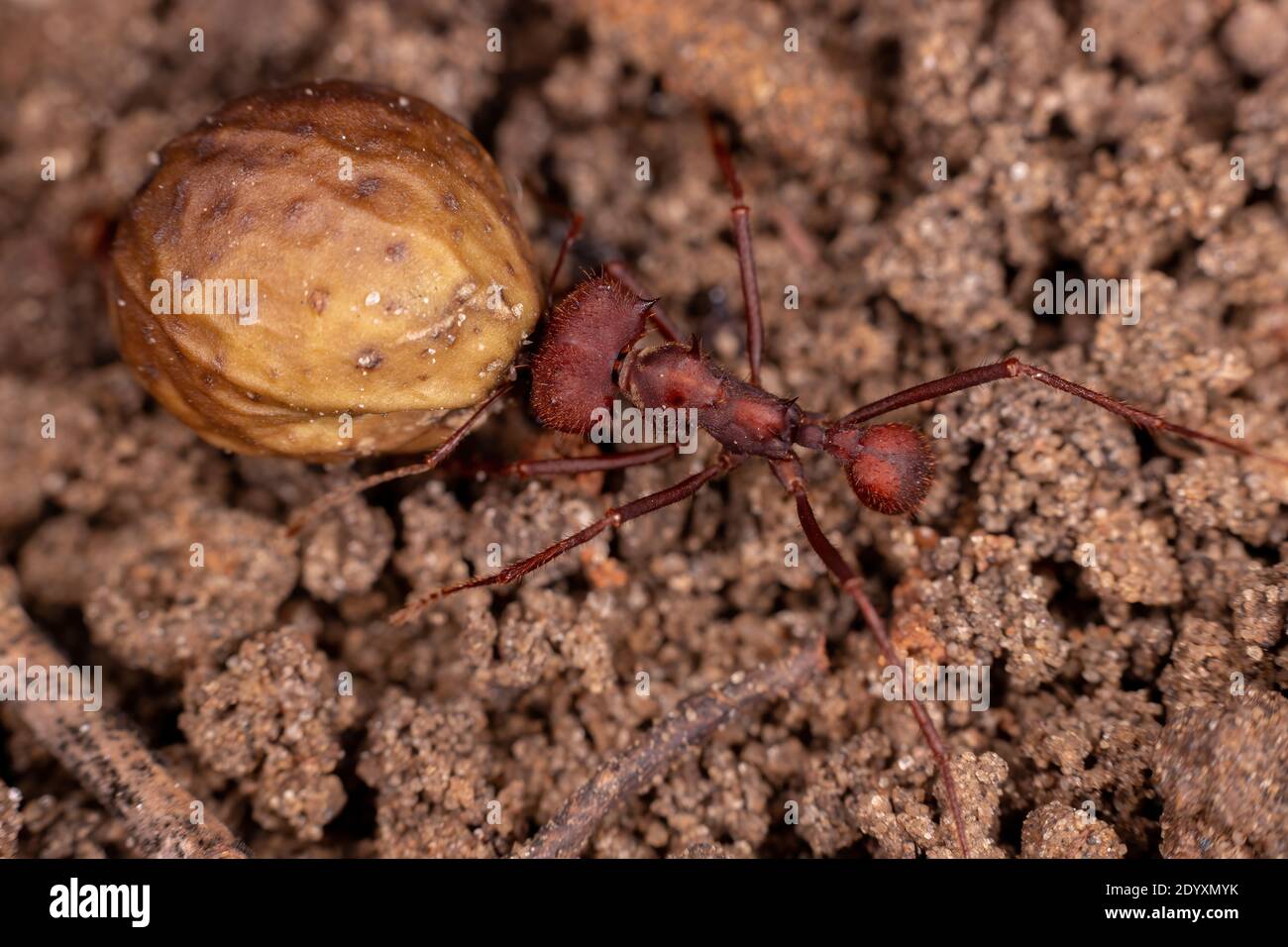 Genus atta hi-res stock photography and images - Alamy