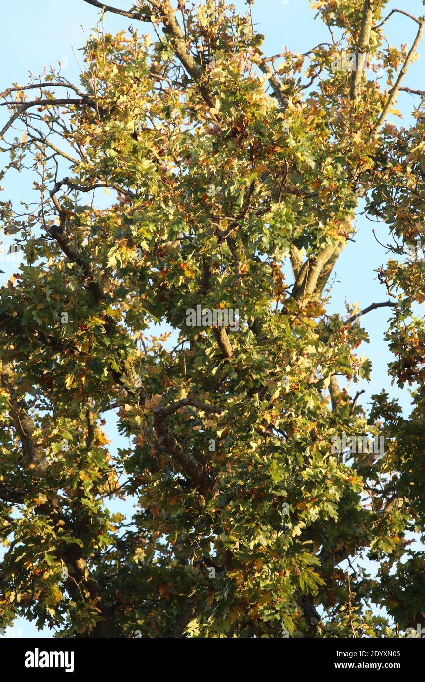 Variety of different tree species, lots of variant texture from the ...