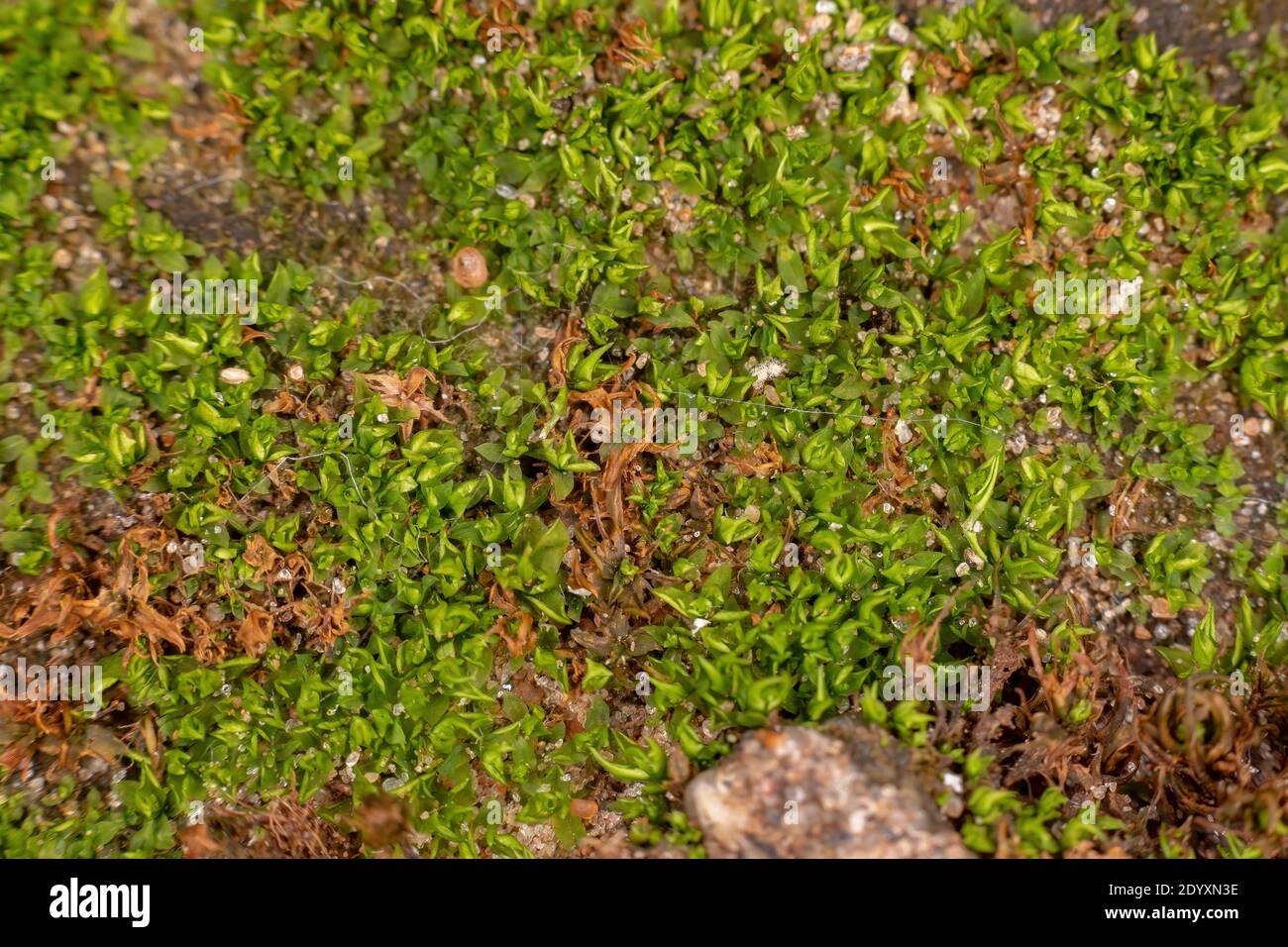 Bryopsida bryophytes hi-res stock photography and images - Alamy