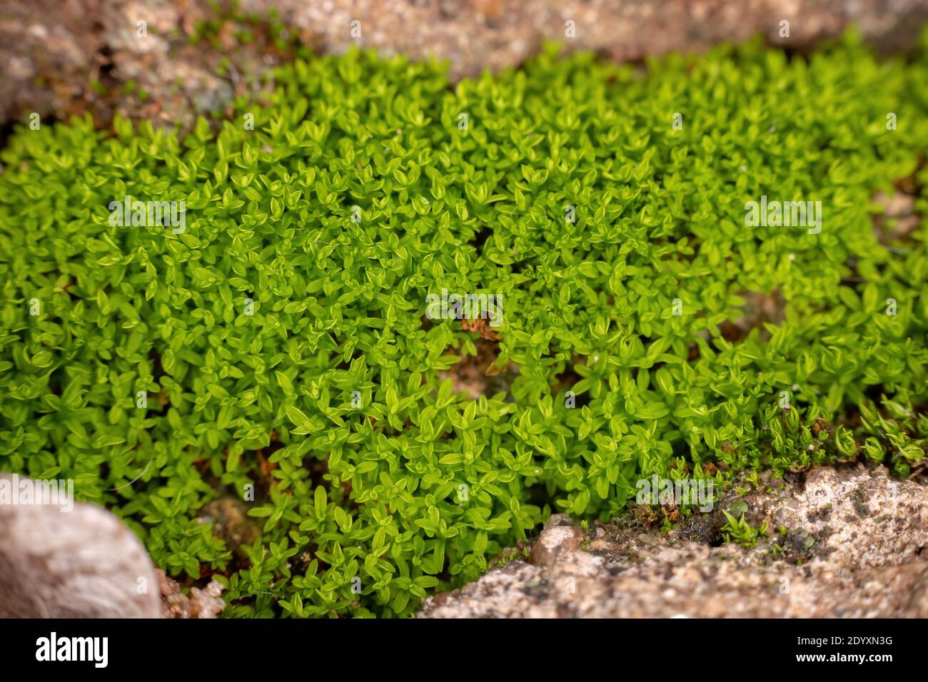 Green True Mosses of the Class Bryopsida Stock Photo - Alamy