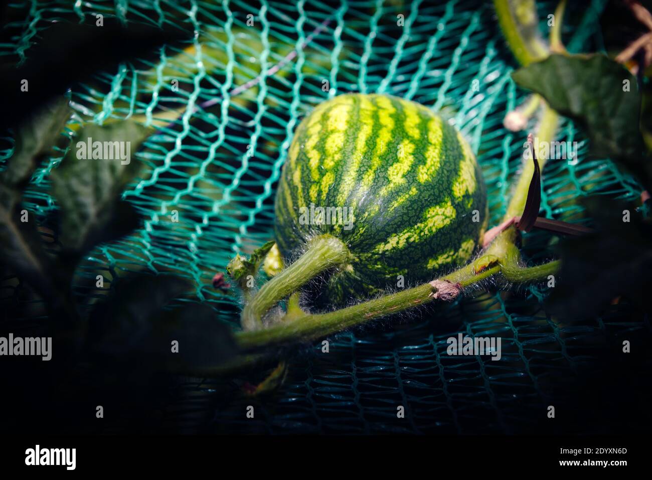 Home-grown watermelon in the greenhouse . Professional agronomy Stock ...