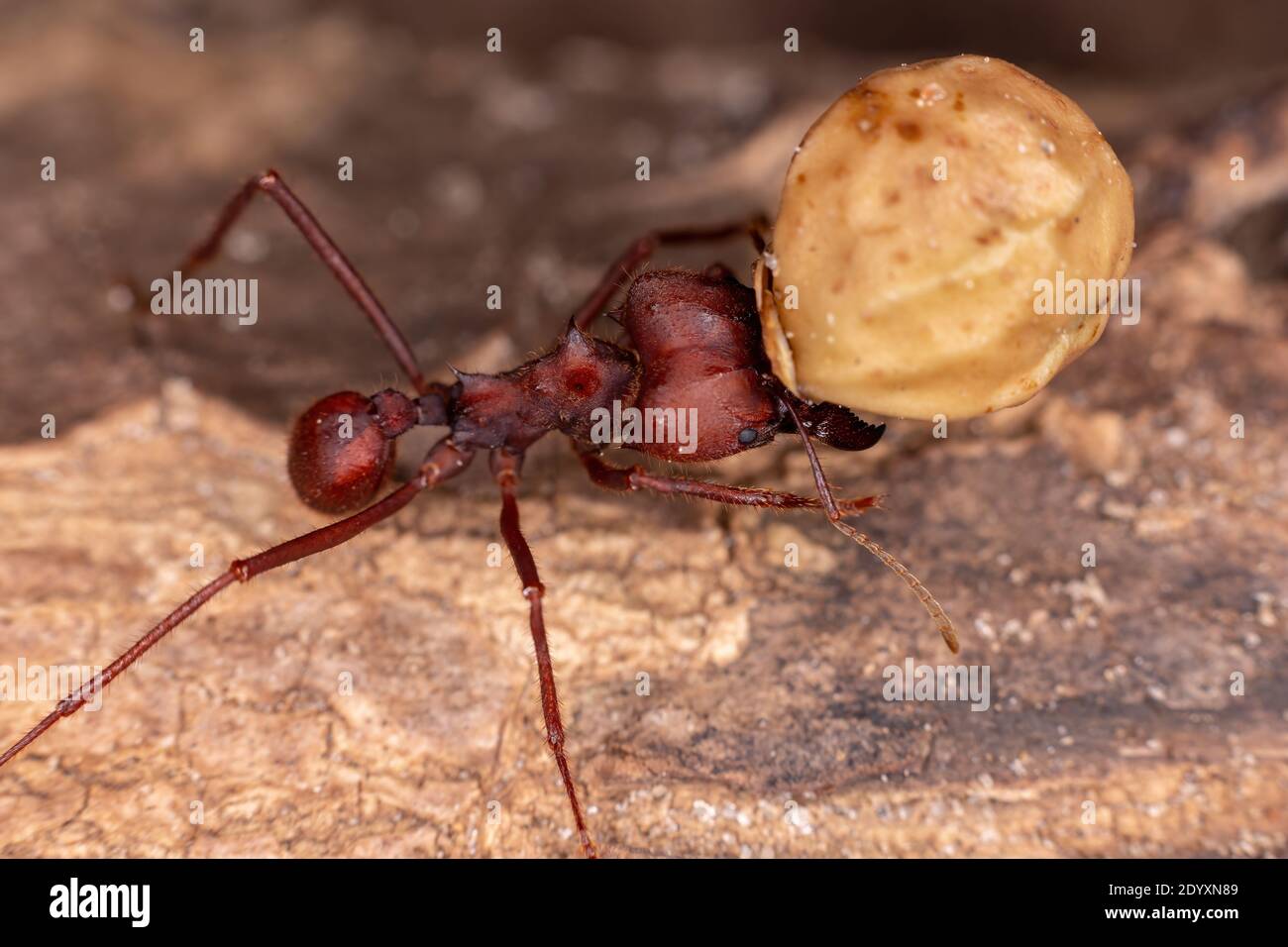 Ant genus atta hi-res stock photography and images - Alamy