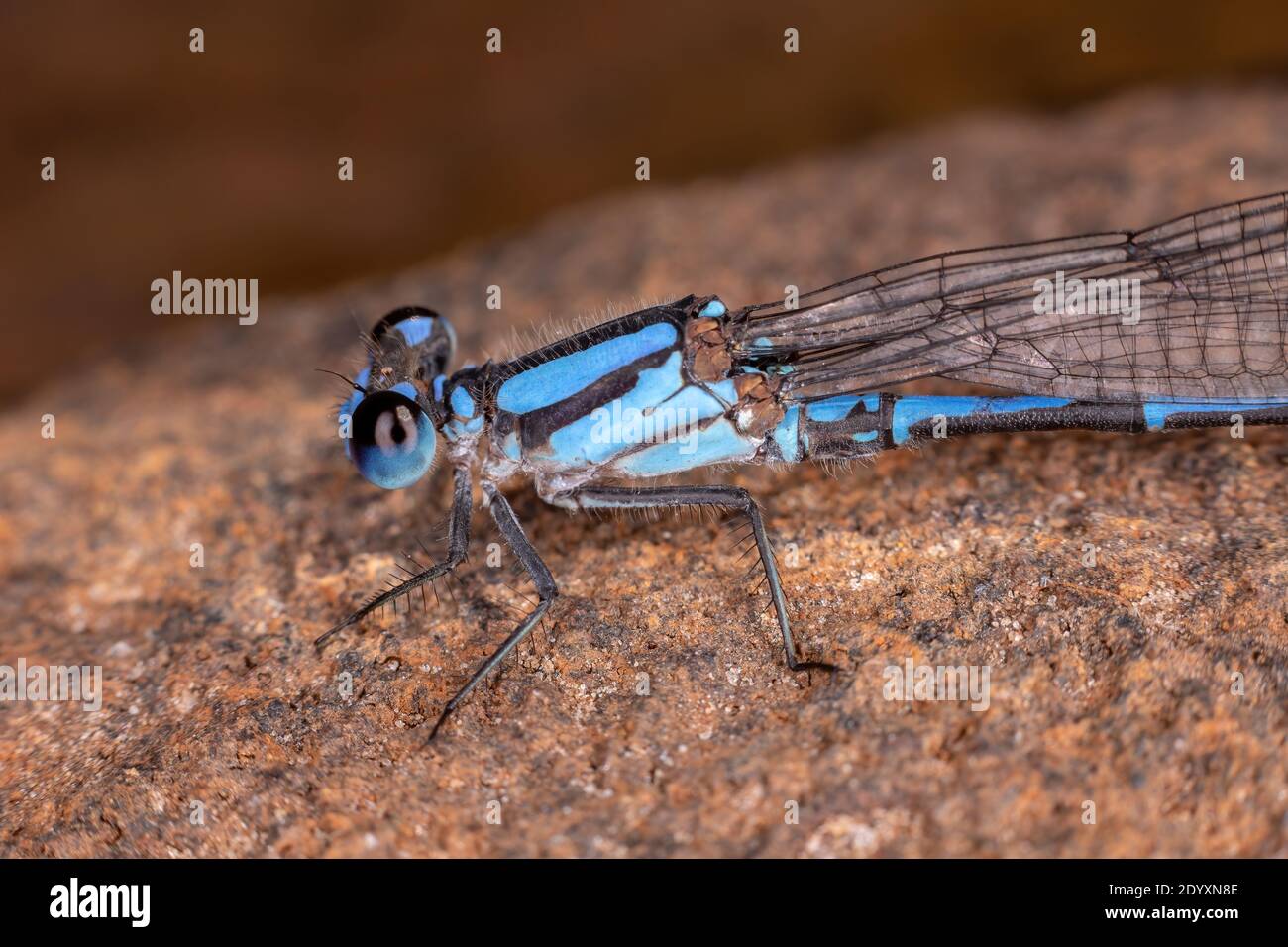 Adult Damselfly Insect of the Suborder Zygoptera Stock Photo - Alamy