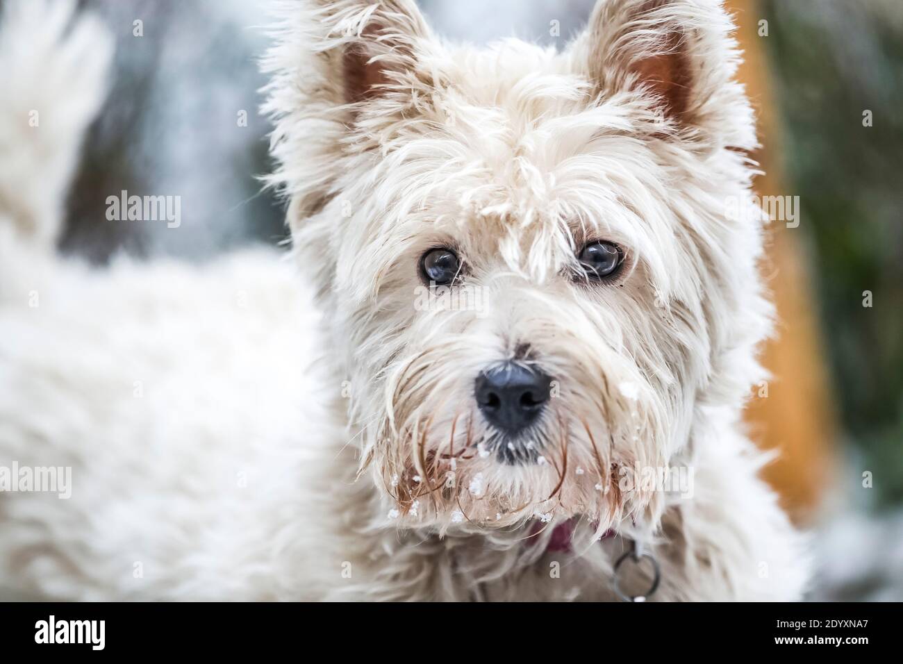 Working terriers hi-res stock photography and images - Alamy