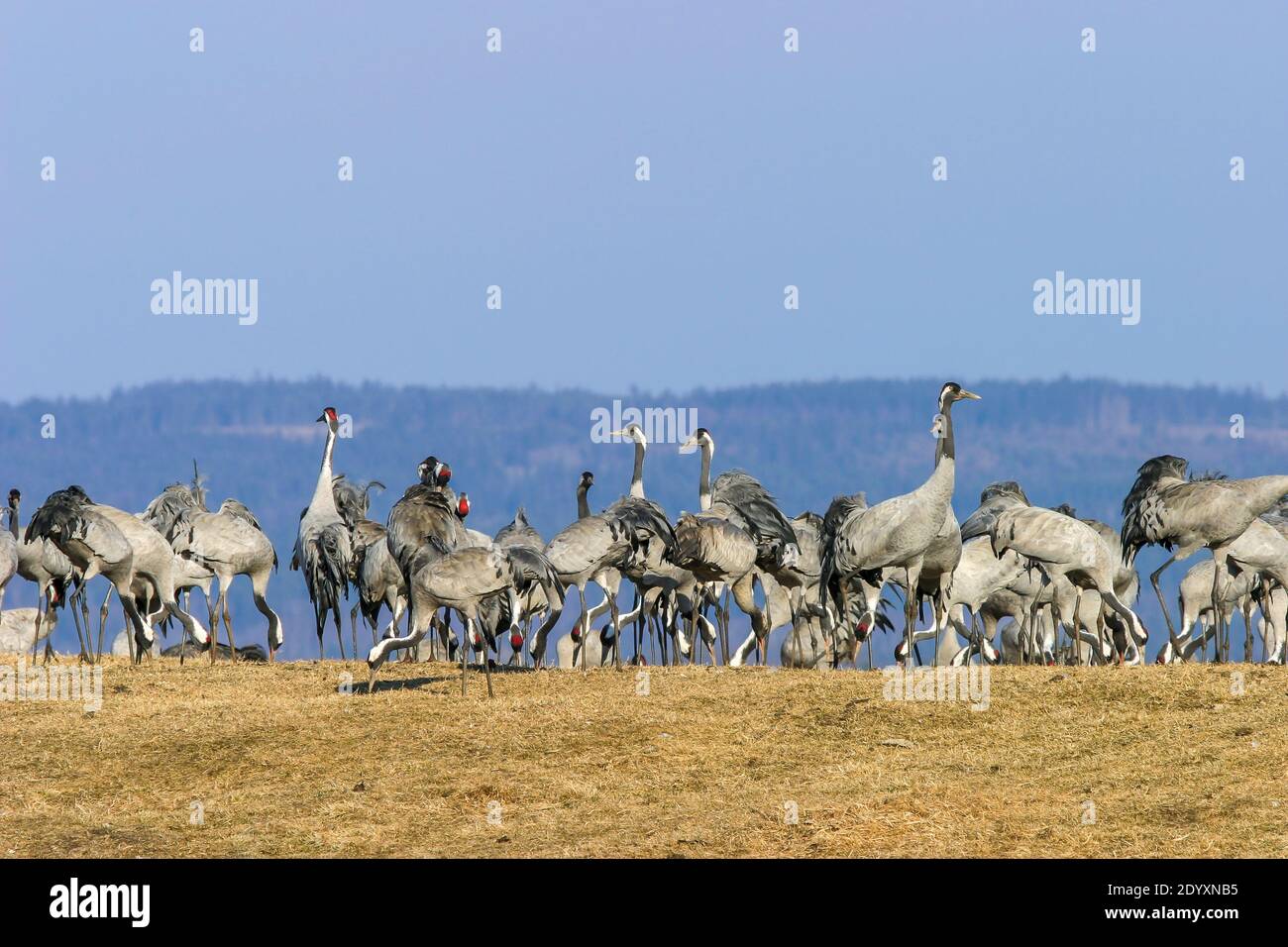 Flock cranes stand in hi-res stock photography and images - Alamy