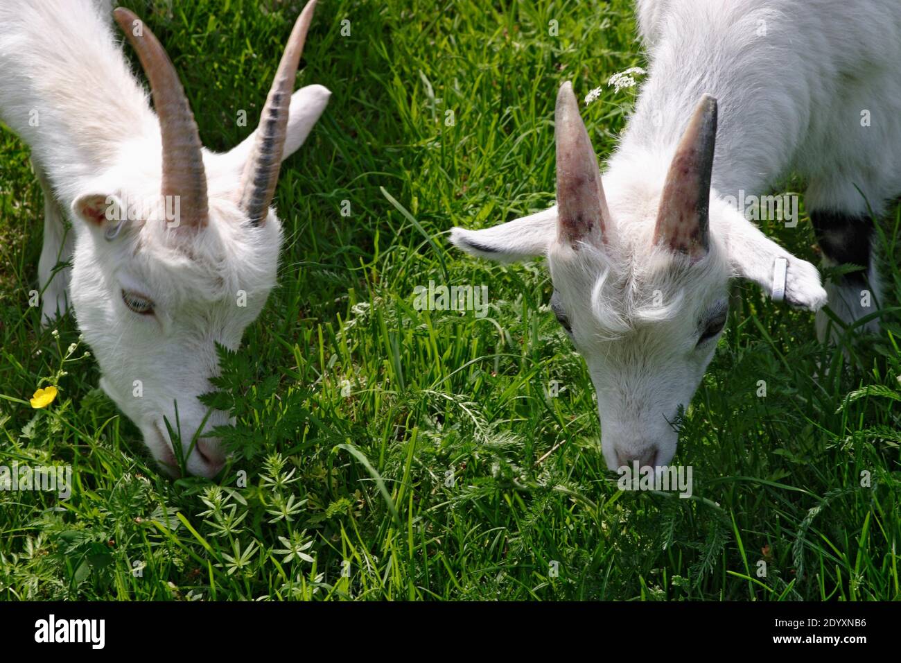 Goat browse hi-res stock photography and images - Alamy