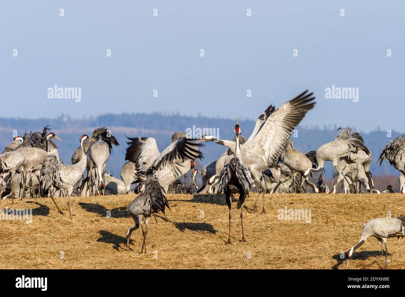 Flock of cranes in the spring Stock Photo - Alamy