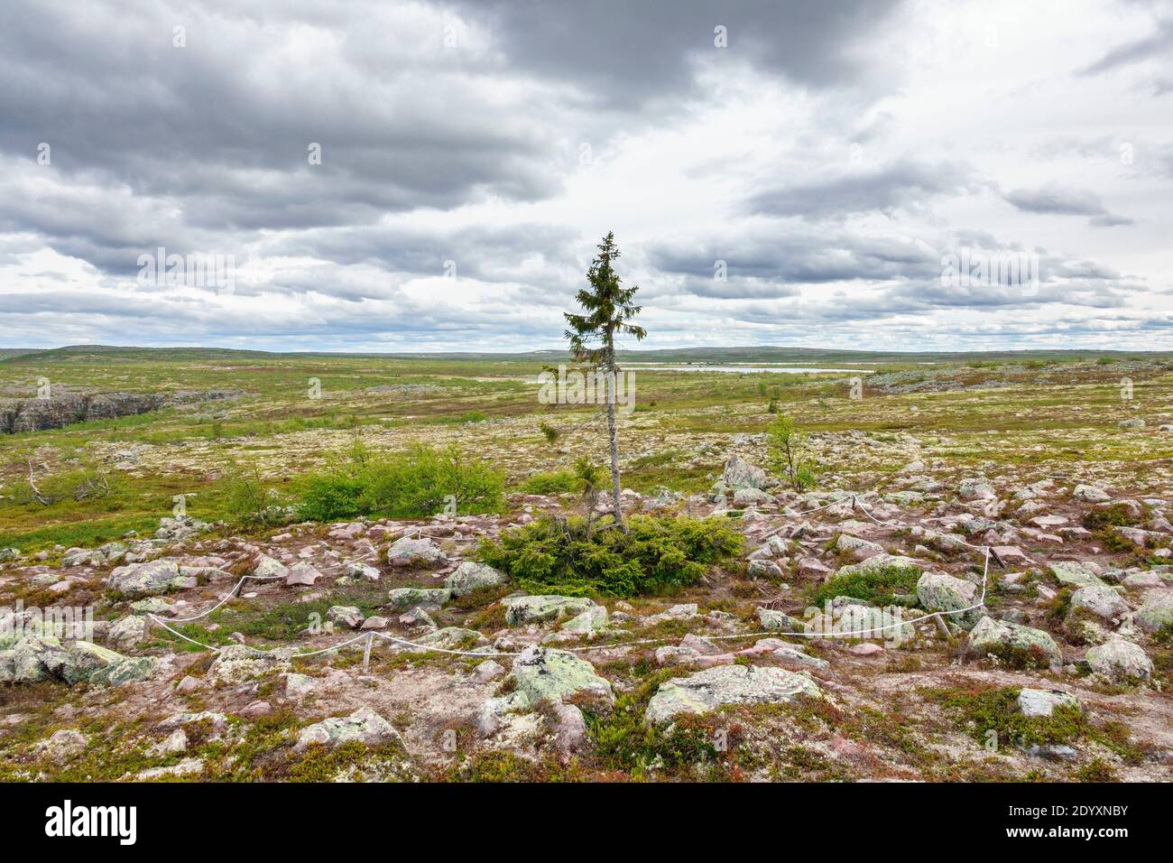 View at a single spruce tree in a wild landscape Stock Photo - Alamy
