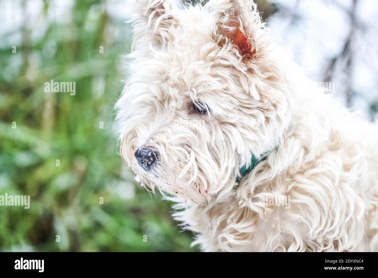 Cute scruffy dog uk hi-res stock photography and images - Alamy