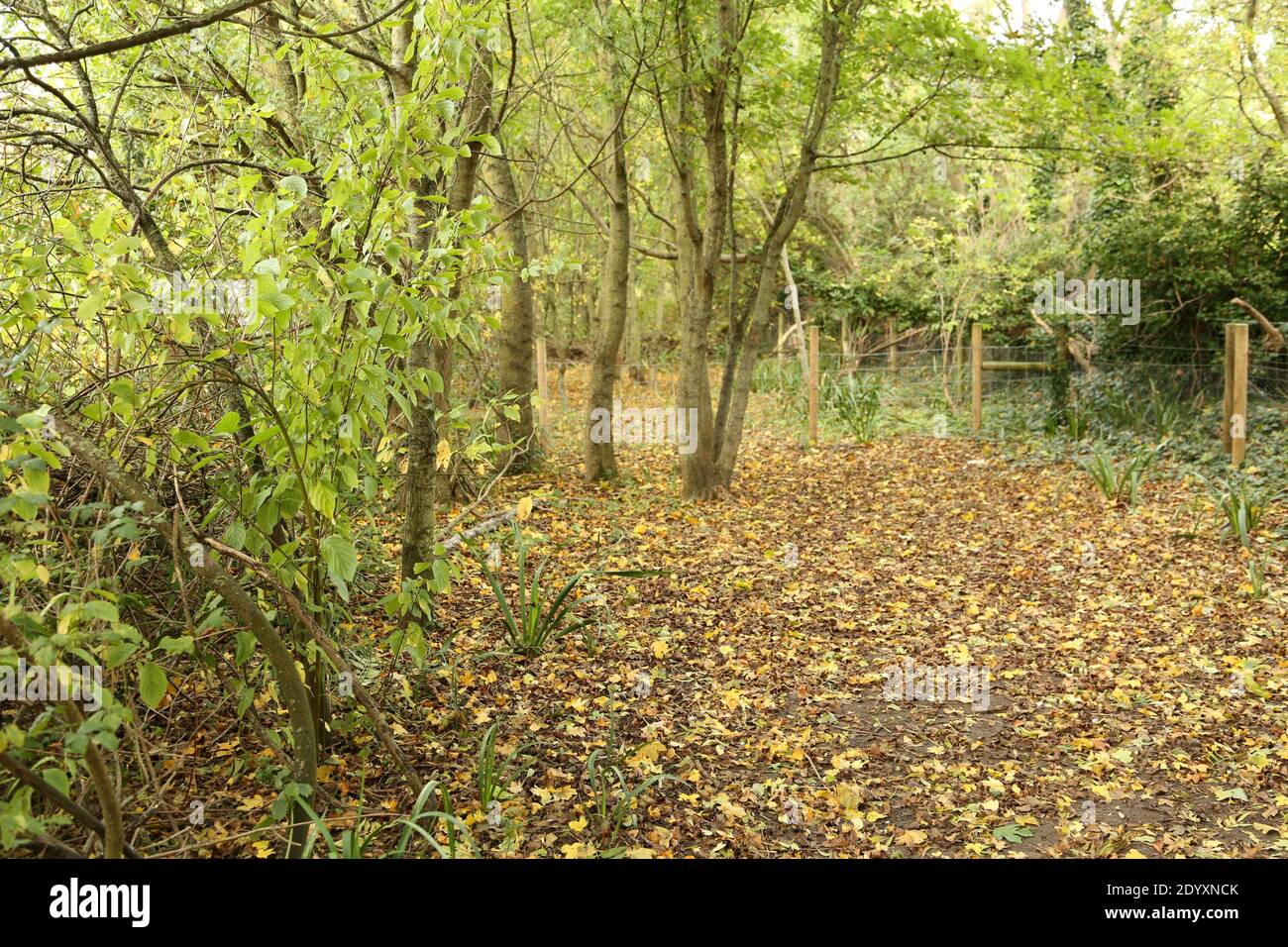 Variety of different tree species, lots of variant texture from the ...