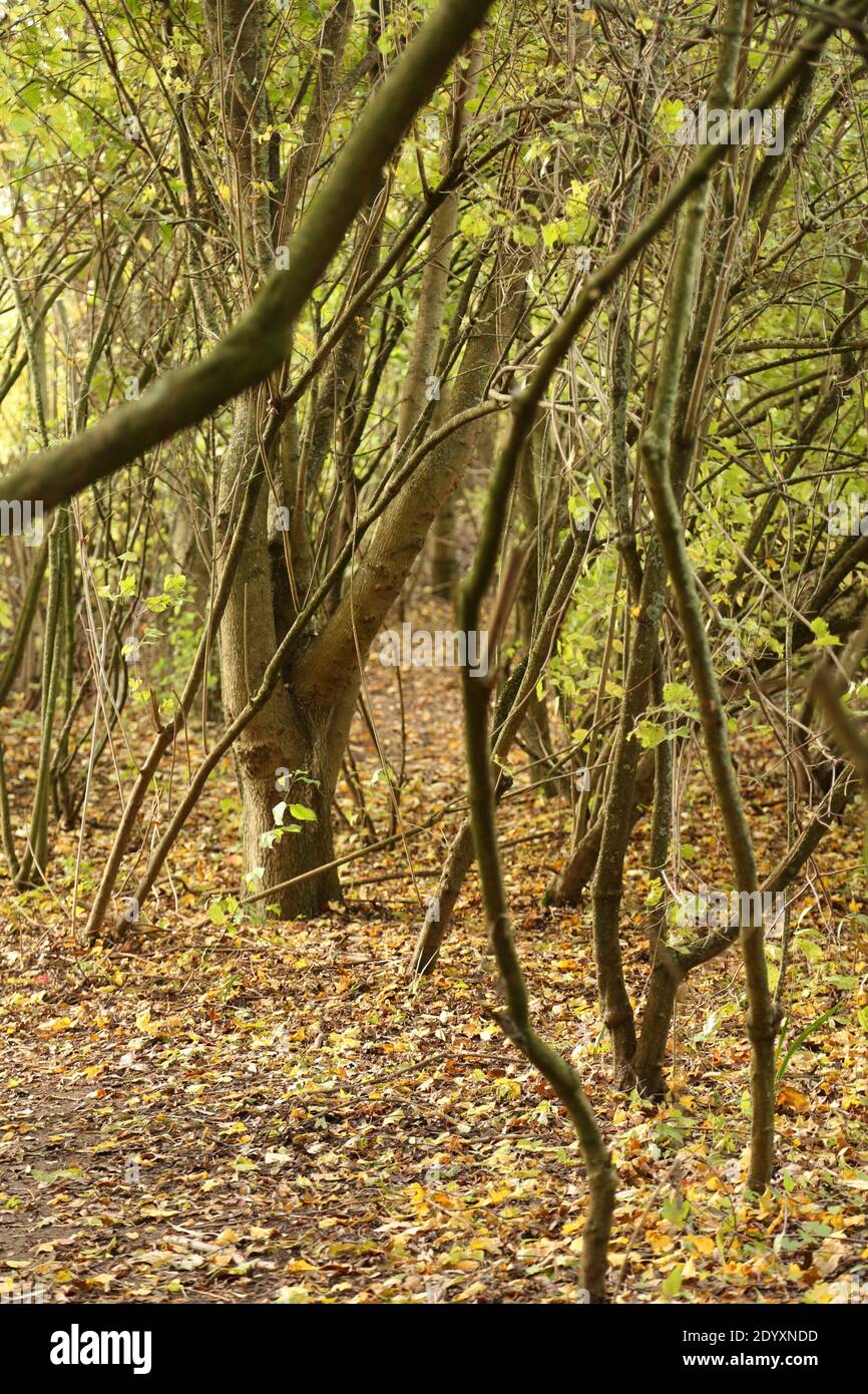 Variety of different tree species, lots of variant texture from the ...