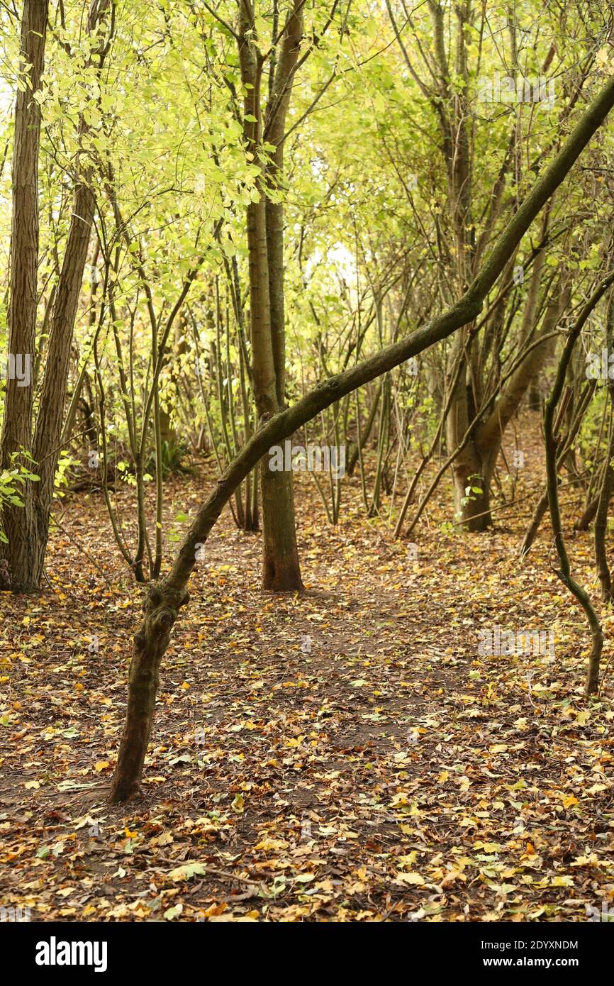 Variety of different tree species, lots of variant texture from the ...