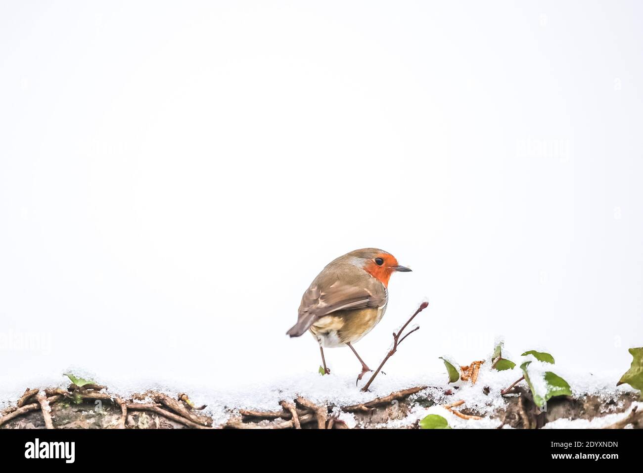 Victorian robin winter hi-res stock photography and images - Alamy