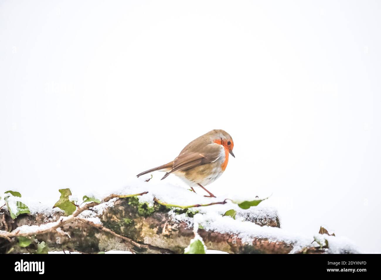 Victorian robin winter hi-res stock photography and images - Alamy