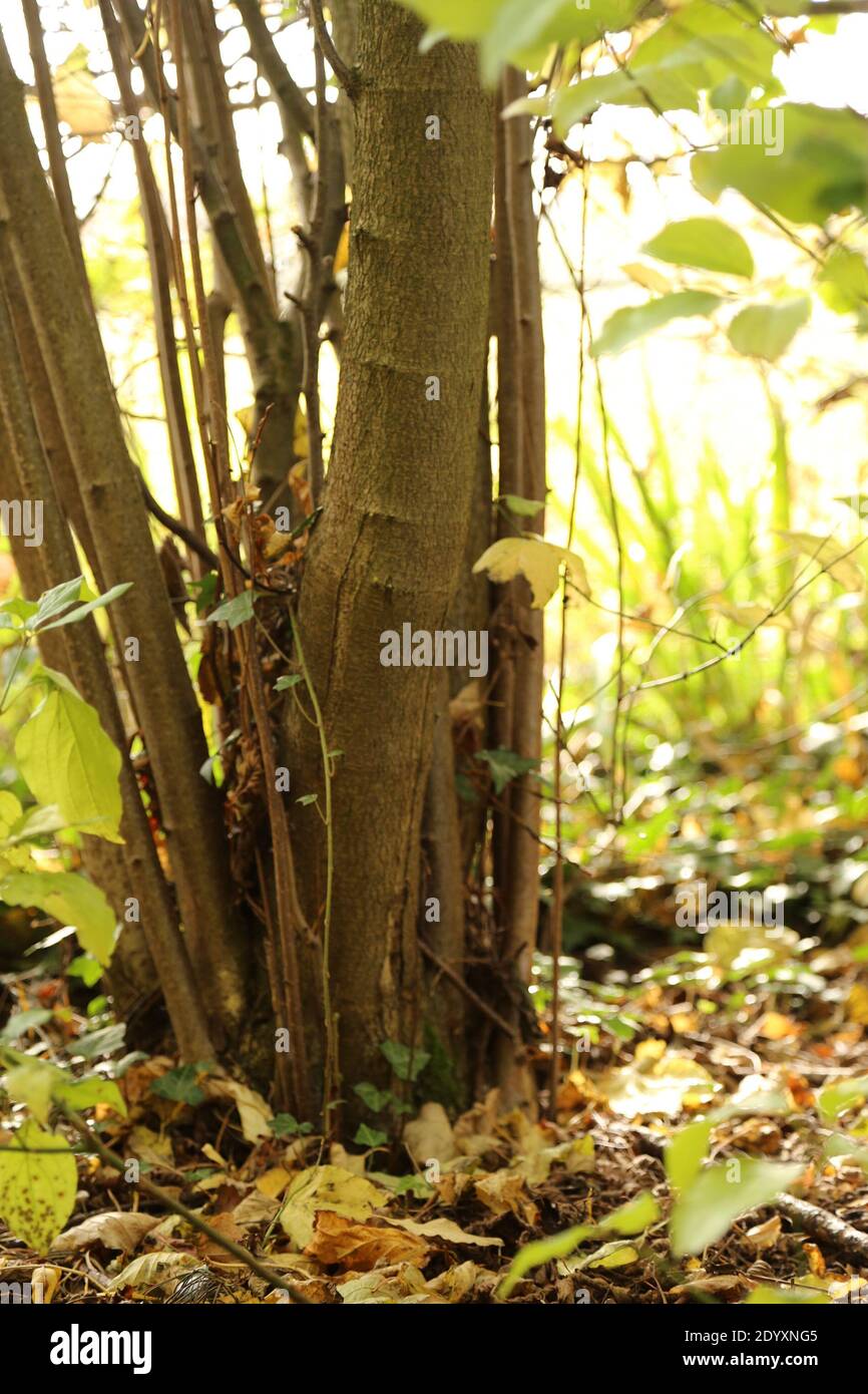 Variety of different tree species, lots of variant texture from the ...