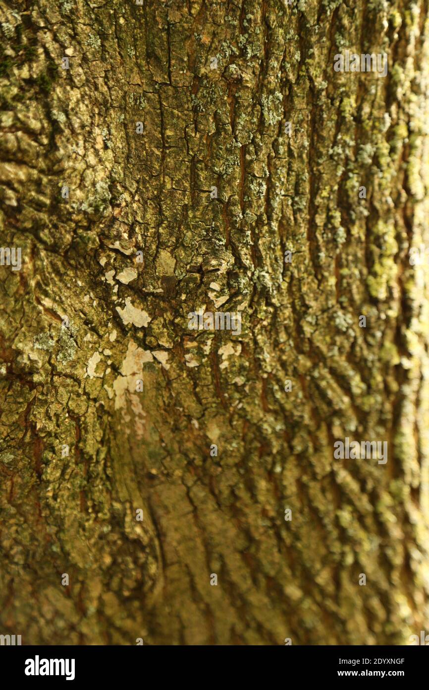 Variety of different tree species, lots of variant texture from the ...