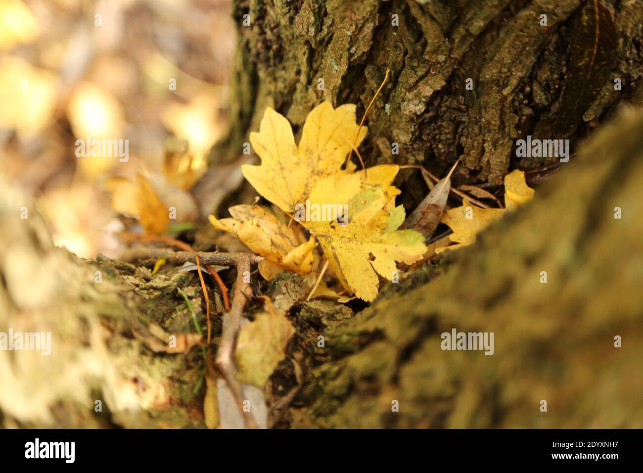 Variety of different tree species, lots of variant texture from the ...