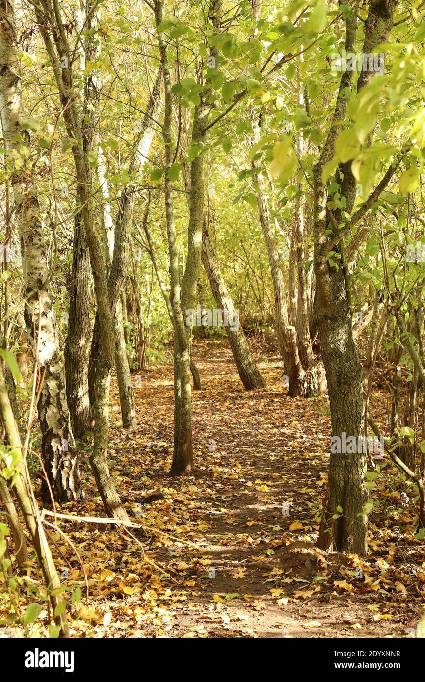 Variety of different tree species, lots of variant texture from the ...